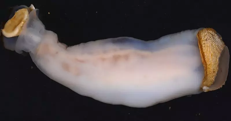 Affilatura della pietra del verme: si trovano molluschi che mangiano calcare