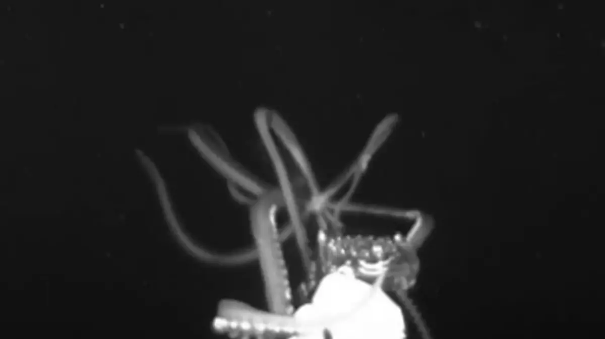 Lord Ocean Kraken: fick det sällsynta skottet av en jätte bläckfisk