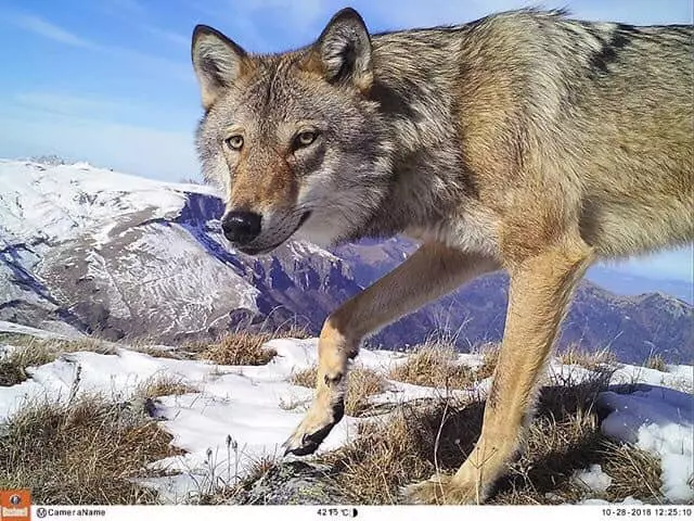 Елмаеп, Волгар, Задер Сулна һәм башкалар: Кавказ резервының фотоаль фотосурәтләренең яңа рәсемнәре