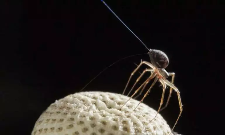 Flying Ghost Spiders