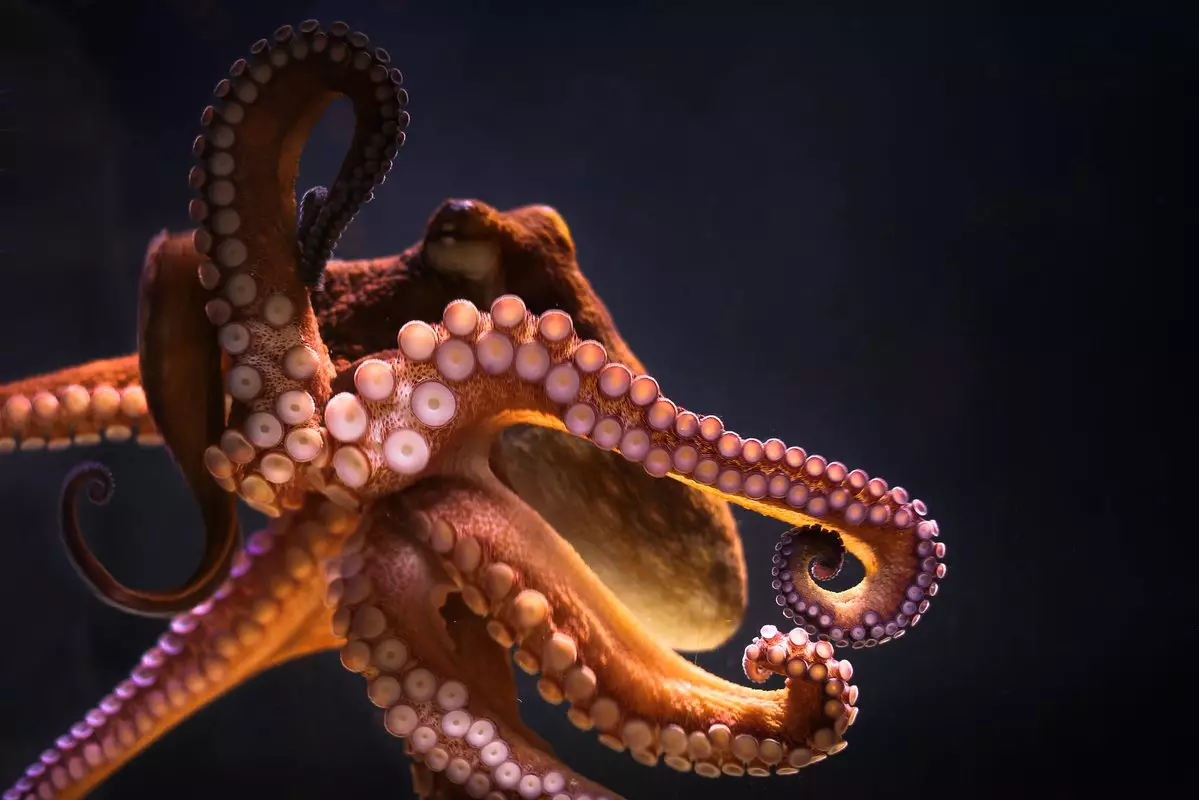 Octopus tentacles tinke en ferpleatse en ferpleatse sûnder de dielname fan syn harsens