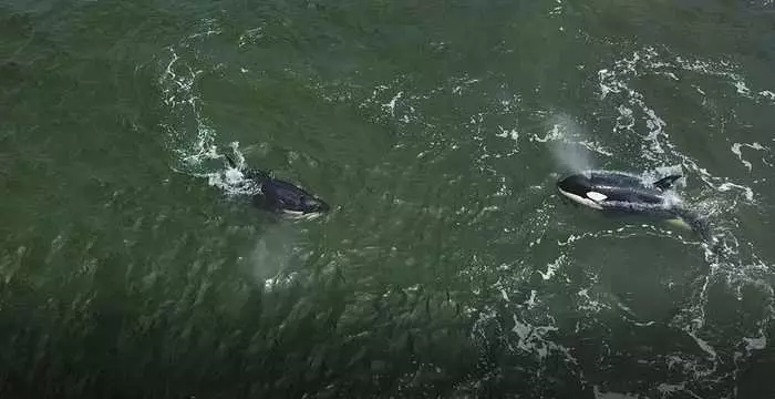 Grup anu munggaran di Belukh sareng Kithaot tina "Penjara Whale" dileupaskeun di laut