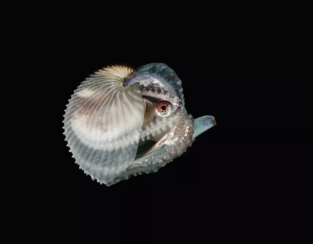 Okeāna kaislības astoņkājis-argonauti