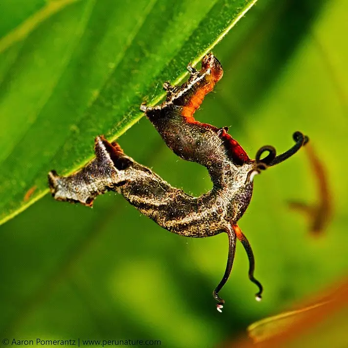 "Dancing" Caterpillar: Lahatsary tsy fahita firy