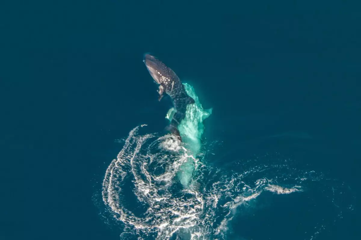 Walvis ritueel van walvishaaien: de eerste foto's in de geschiedenis