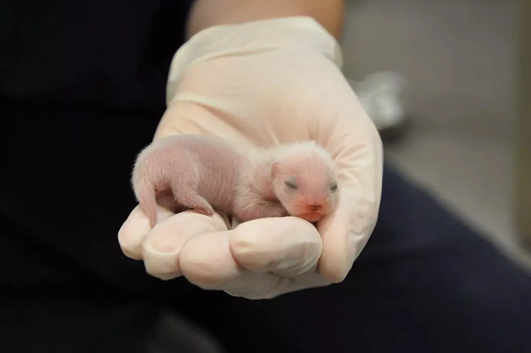 Apa yang terlihat seperti anak-anak yang langka, Ferrets Black Ferrets: Video