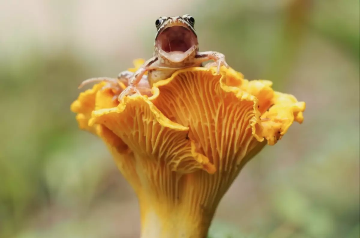 Botanical Garden MSU segera memerlukan katak. Kamu ada?