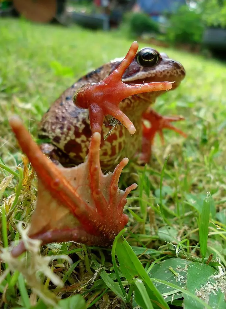 青蛙。照片：Maria Fedorenko