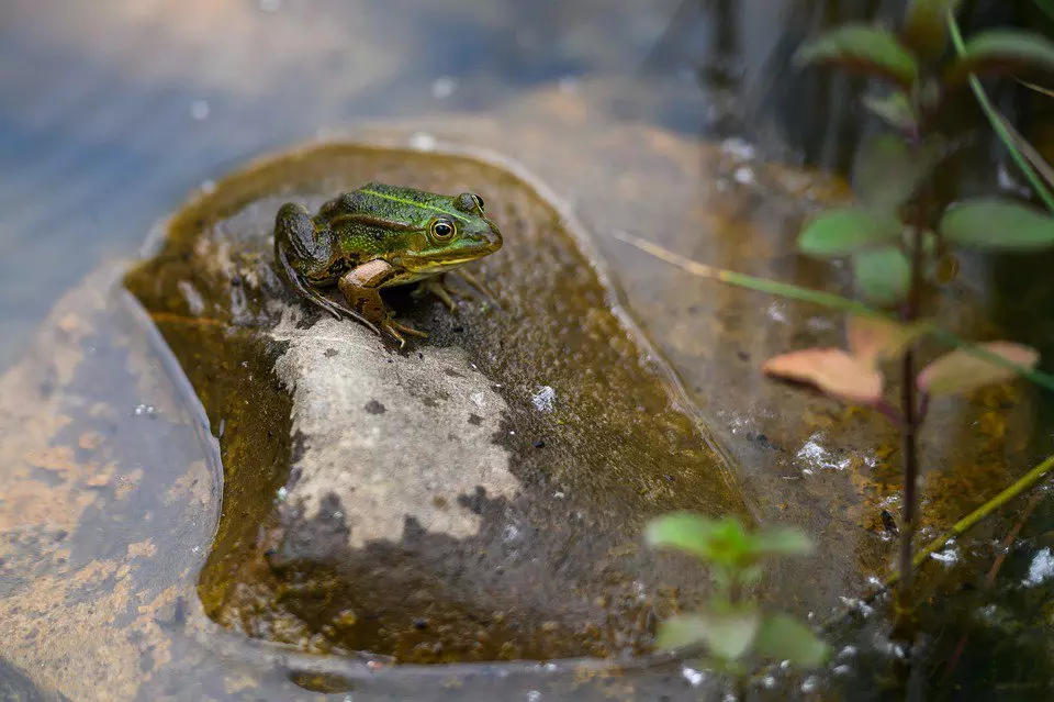 青蛙pixabay.jpg。