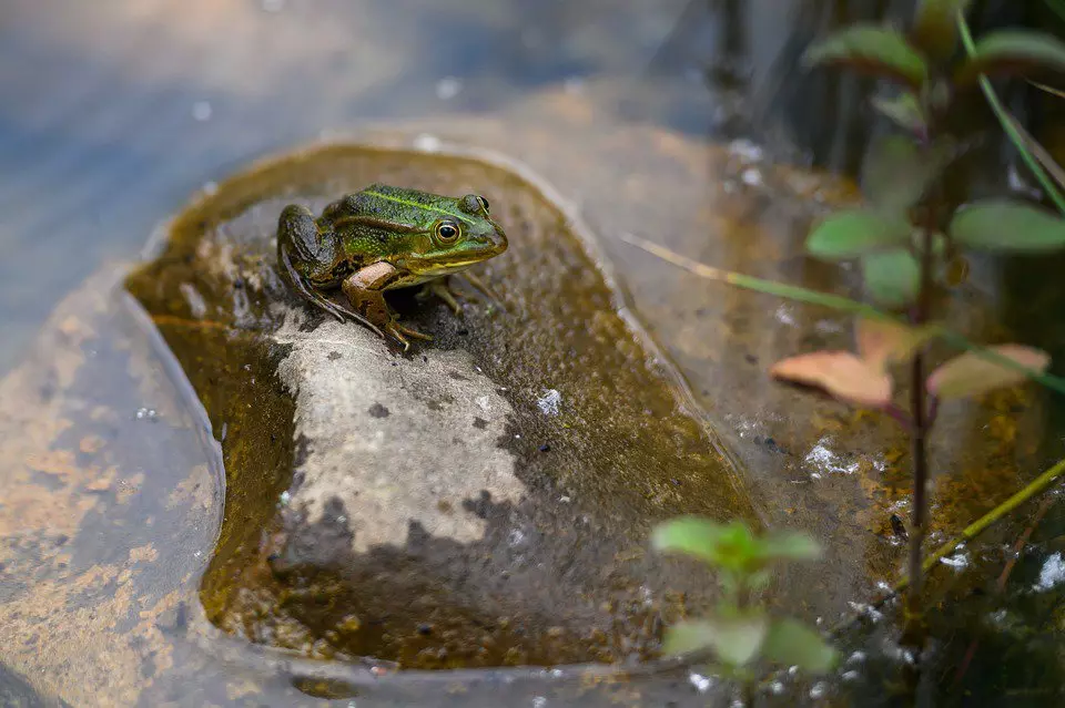 Frog pixabay.jpg.