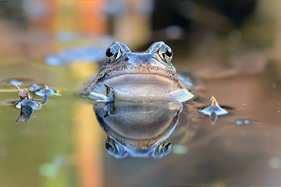 Frog Pixabay.