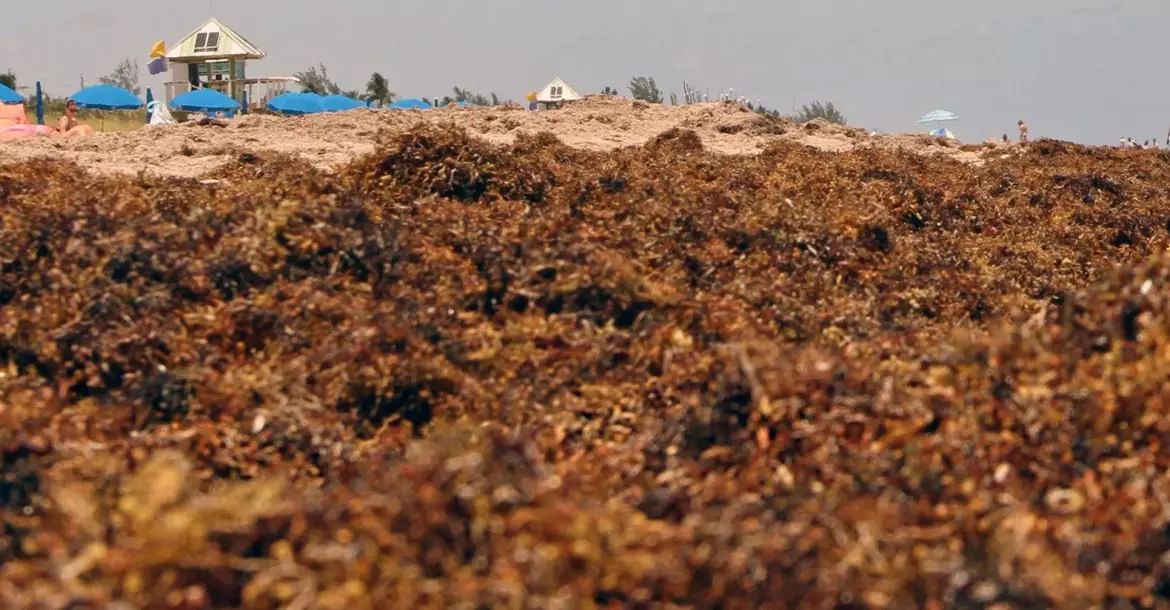 En los clusters del Atlántico - Gigantescas algas. ¿Dónde?