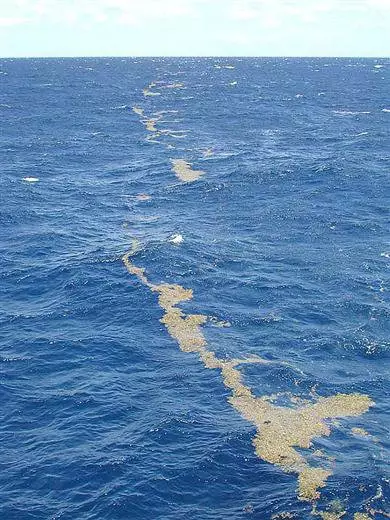 Lines.of_sargassum.jpg.