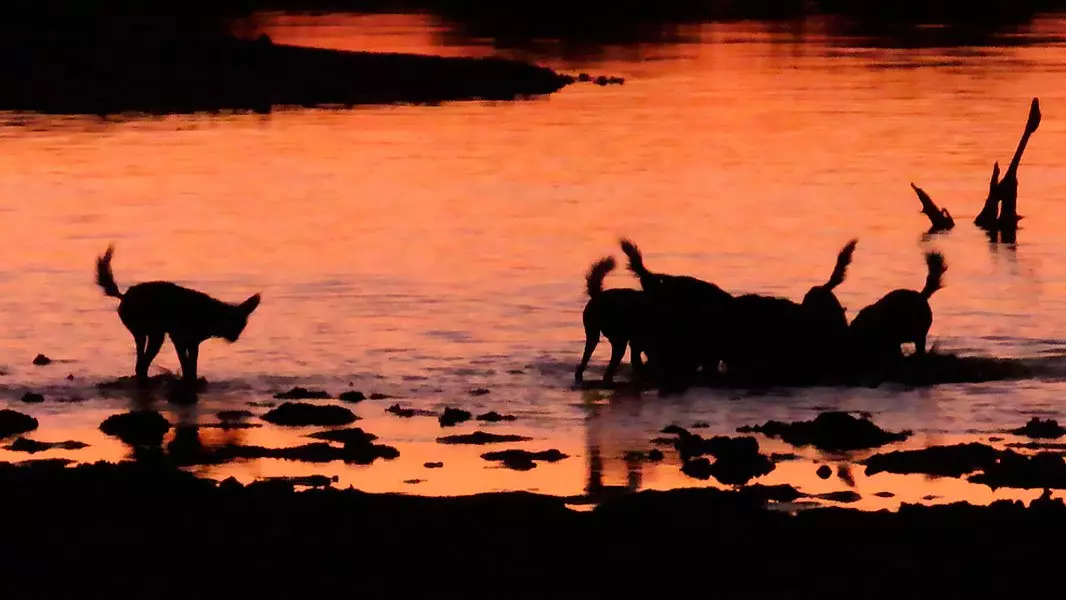 Die antilope is vasgeval in die modder, die vlug van die jaagtog: Video van safari