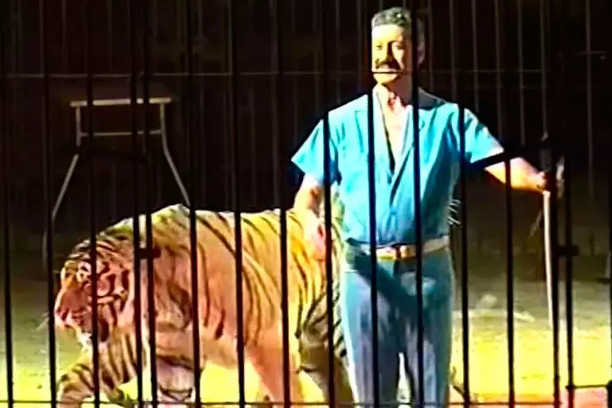 V Taliansku, tigre zmätené školiteľov