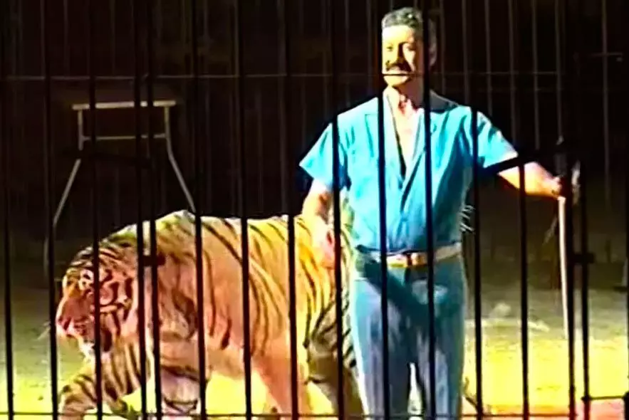 イタリアでは、Tigersはトレーナーを混乱させました