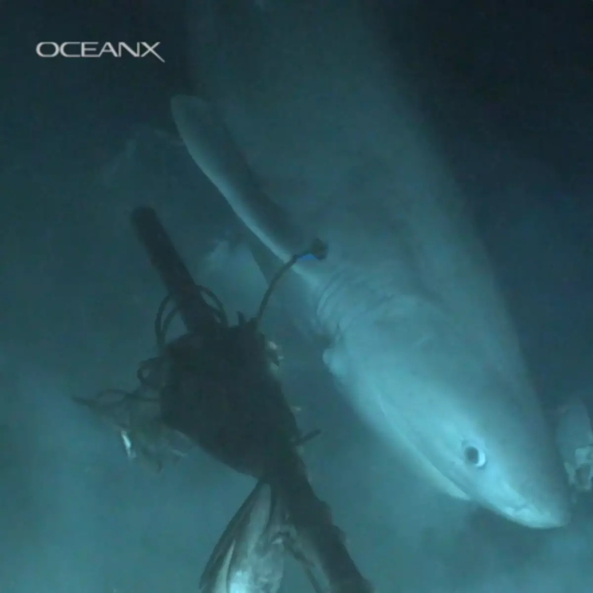 깊은 바다 6 바커 상어가 비디오를 쳤습니다 : 희귀 프레임