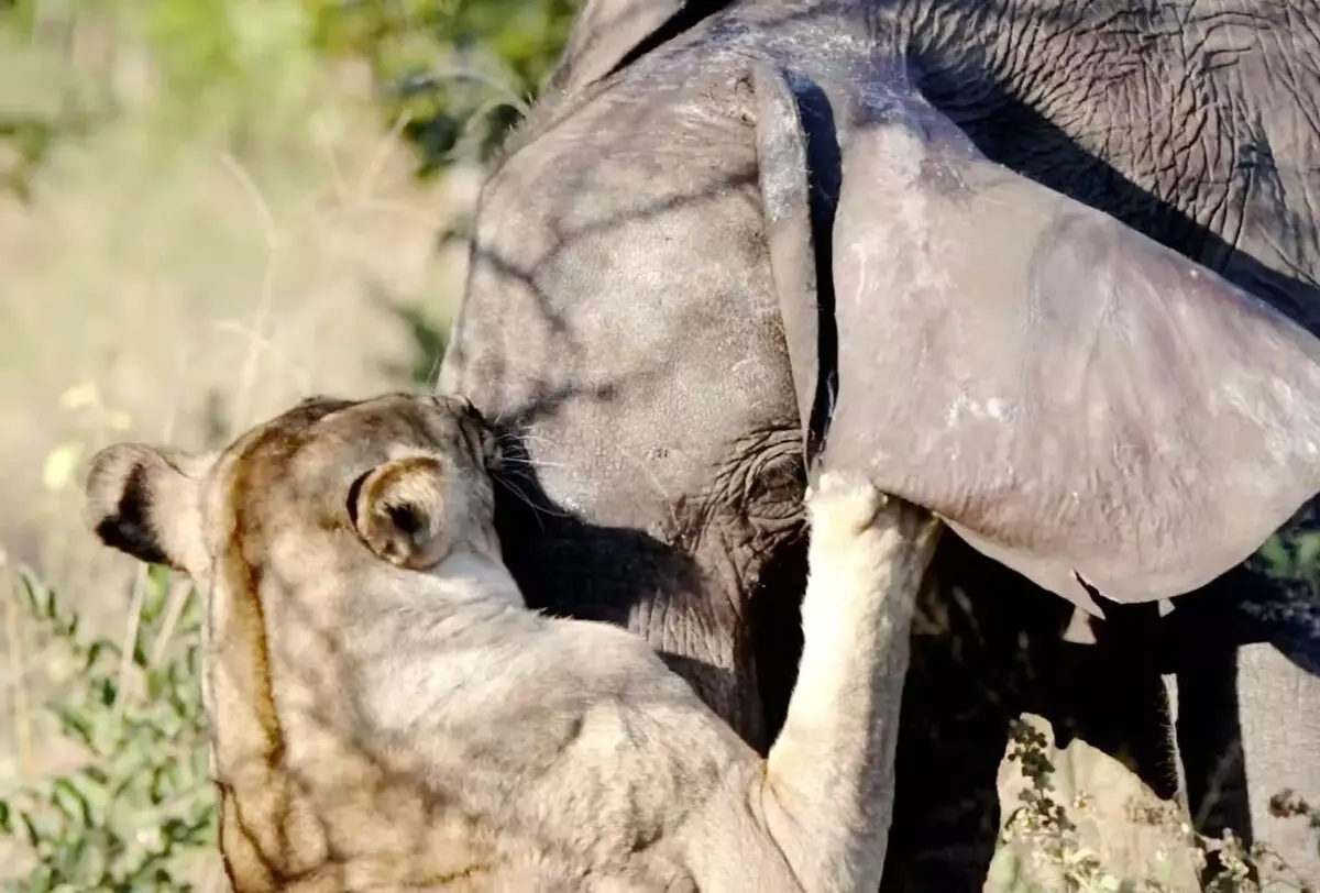 Leeuwin tegen een olifant: wie zal winnen?