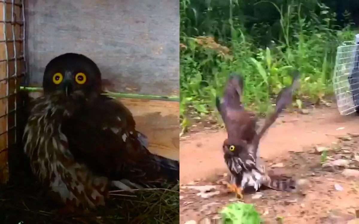 Maitiro Ekuchengetedza Iyo Lare Owl iri muNyika Leopard Park