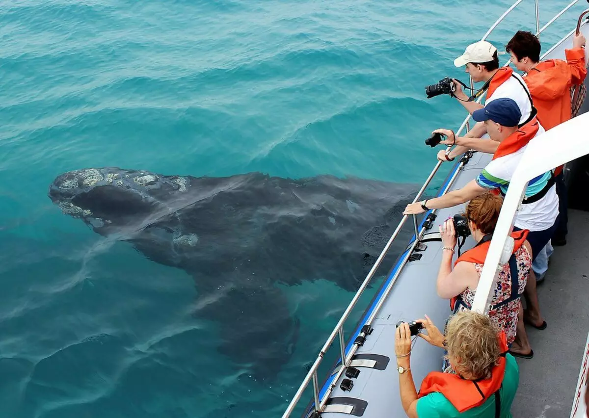 Avispa de ballenas suaves: ¿por qué lo hacen