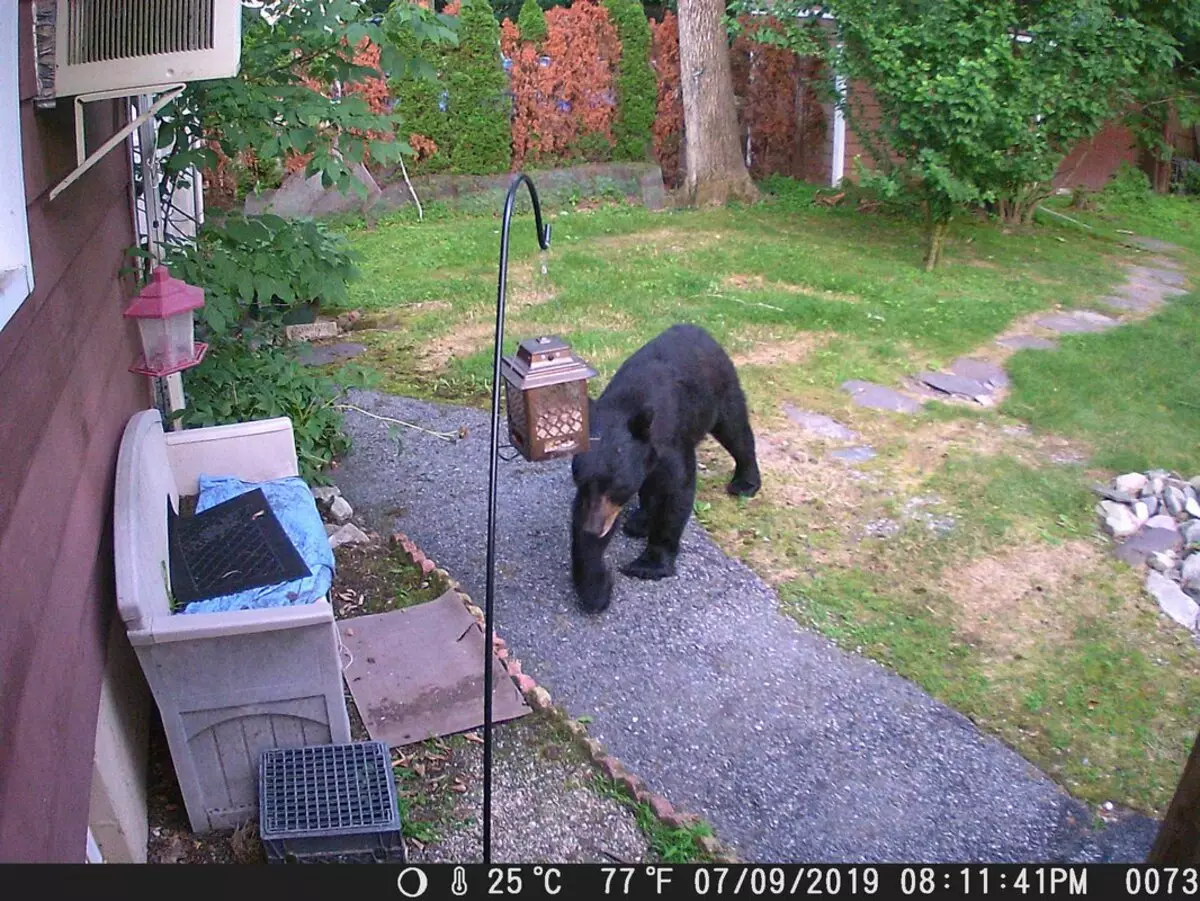 Wie der Hund fuhr einen Bär: Video