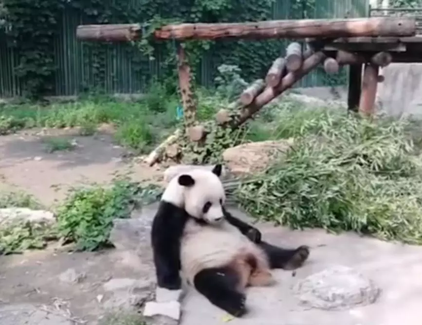 Besikers oan 'e Zoo Throw yn Panda-stiennen: fideo