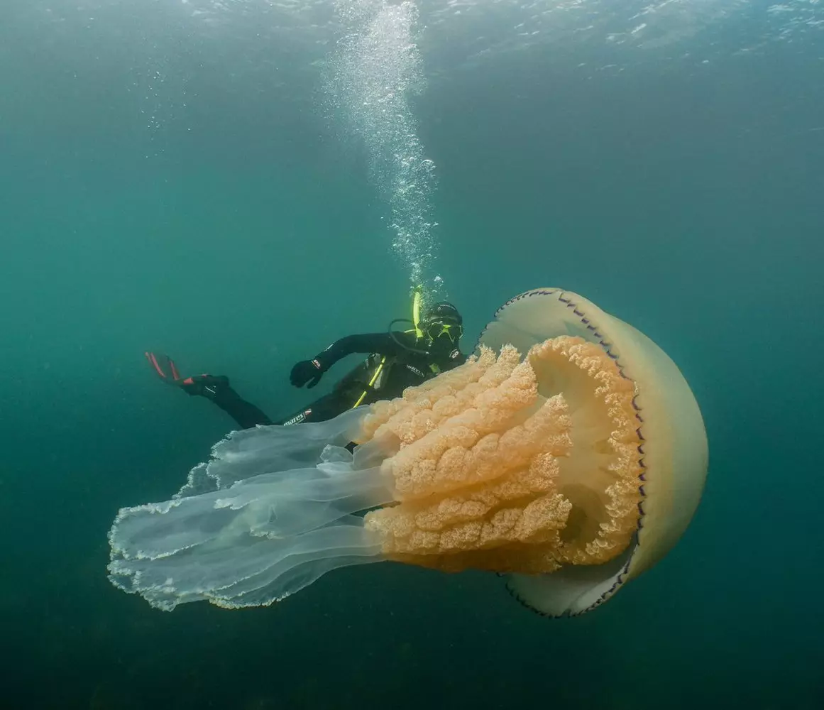 MEDUSA Veličine s osobom: Gdje su ga pronašli?