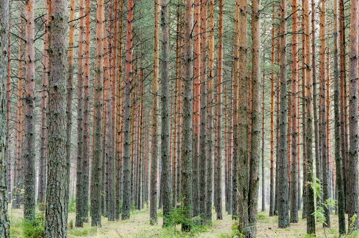 Fasilitas pinus: Siberia ngenteni bencana ekologis