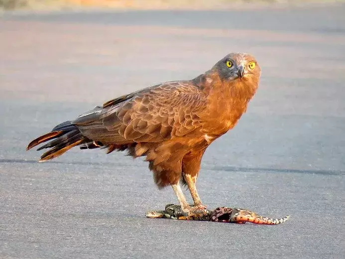 Hawk makan ular beracun: Video