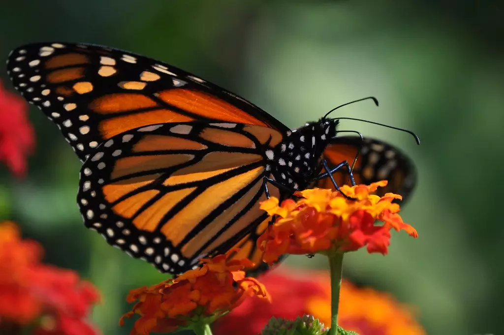 Monarka Butterfly