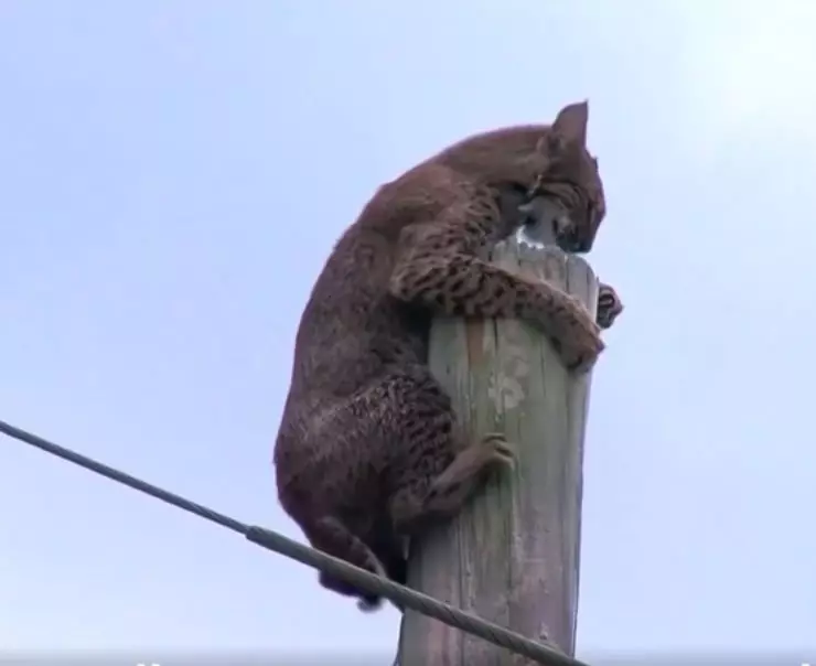 As pessoas salvam o preso na coluna Lynx (e ela não está satisfeita com isso): Vídeo