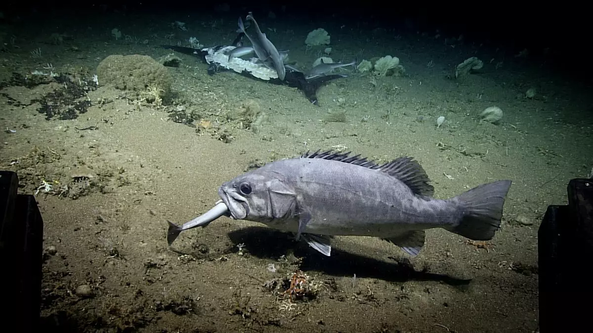 Shark a taliya perch: bidiyo daga kasan Atlantic