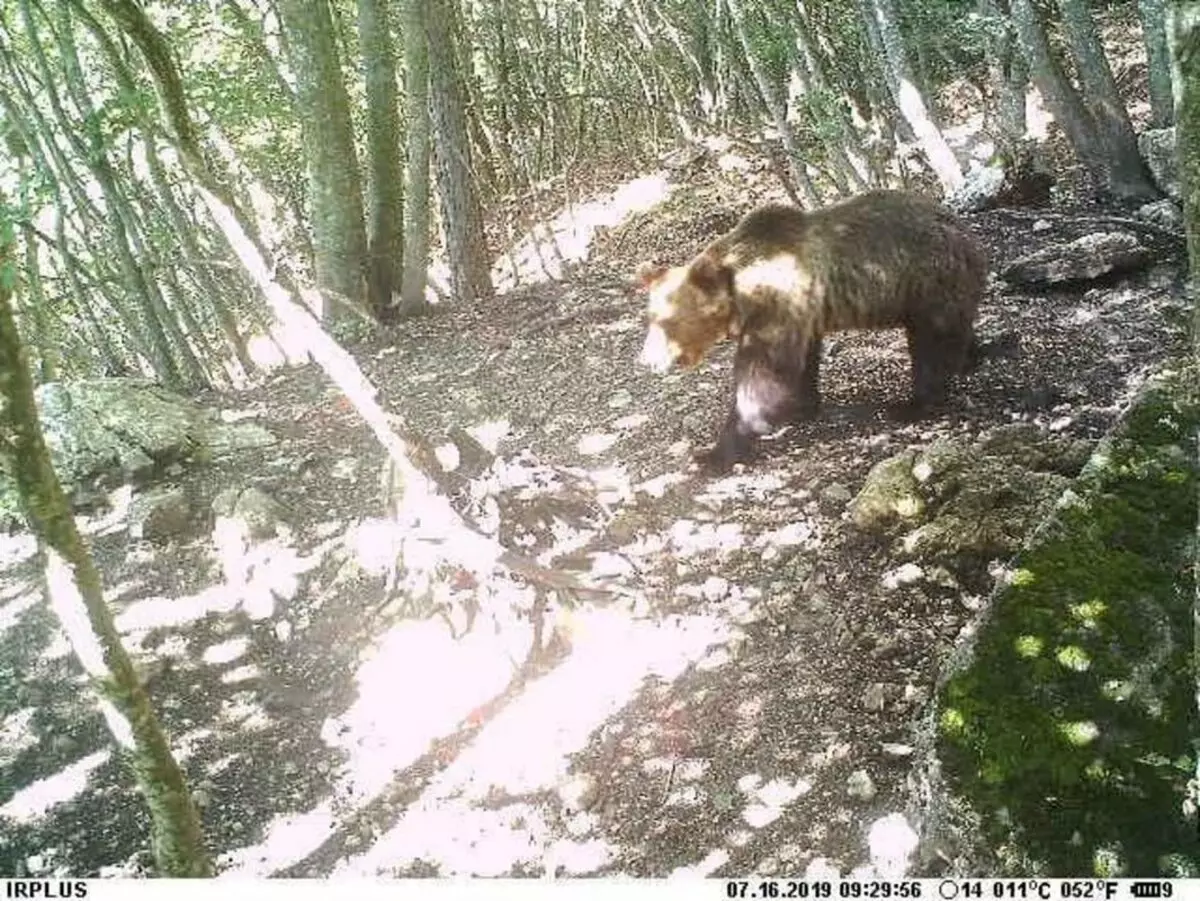 在意大利，寻求逃脱的“危险”熊
