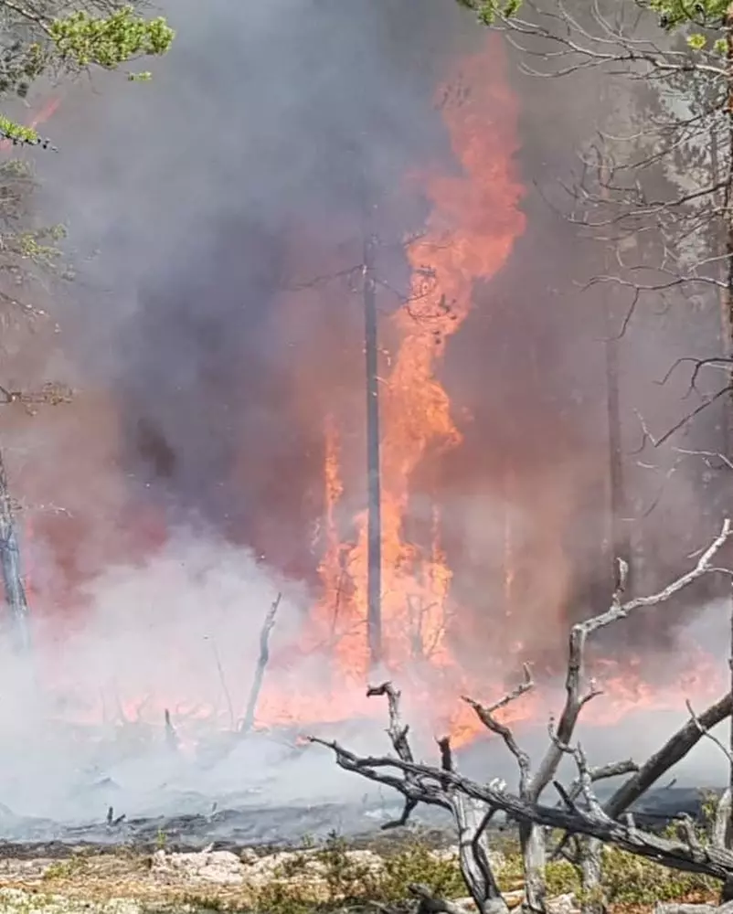 Ntau tshaj li ib lab hav zoov hectares hlawv hauv Siberia thiab Yakutia