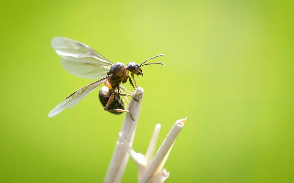 Enorme horder af insekter kan ses fra rummet - hvor kom de fra?