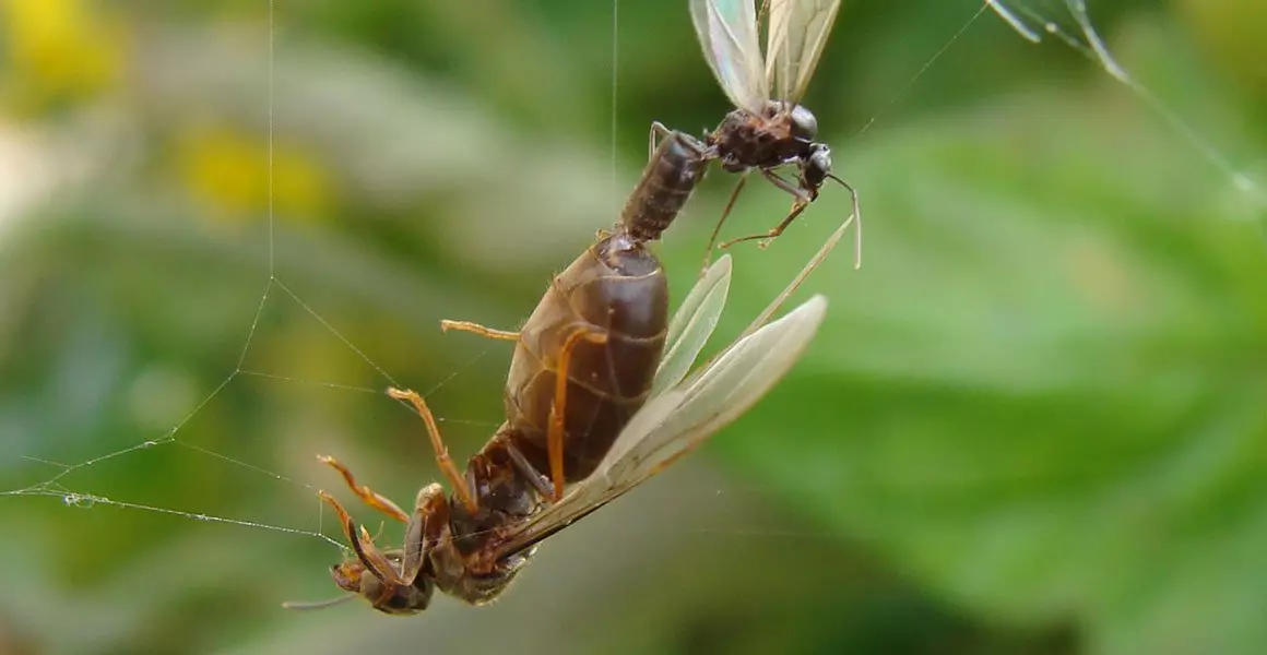 Kuuluka-ants-mating-in-Web-Wellth.jpg