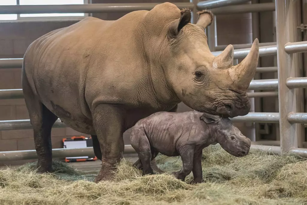 O le White Rhino na faʻaalia i luga o le malamalama, manumalo i le Eco: Faʻafefea ona "Toe faatupuina" Northern White Rhinos