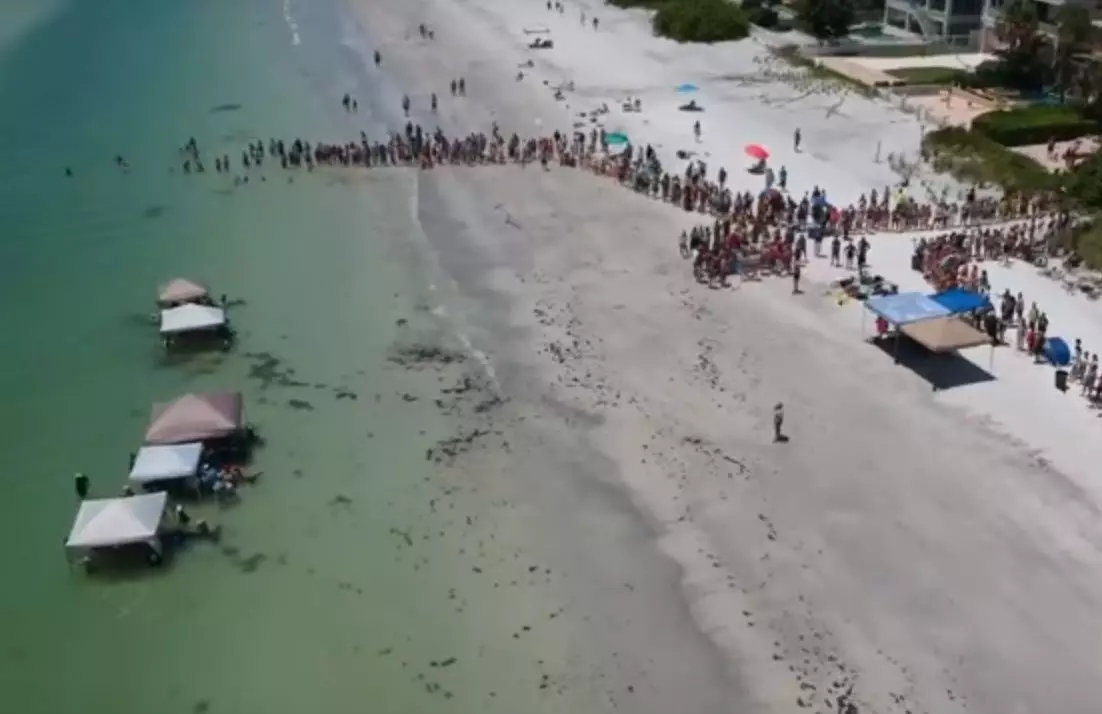 La gente ahorra los delfines negros nadan en el agua poco profunda: vídeo