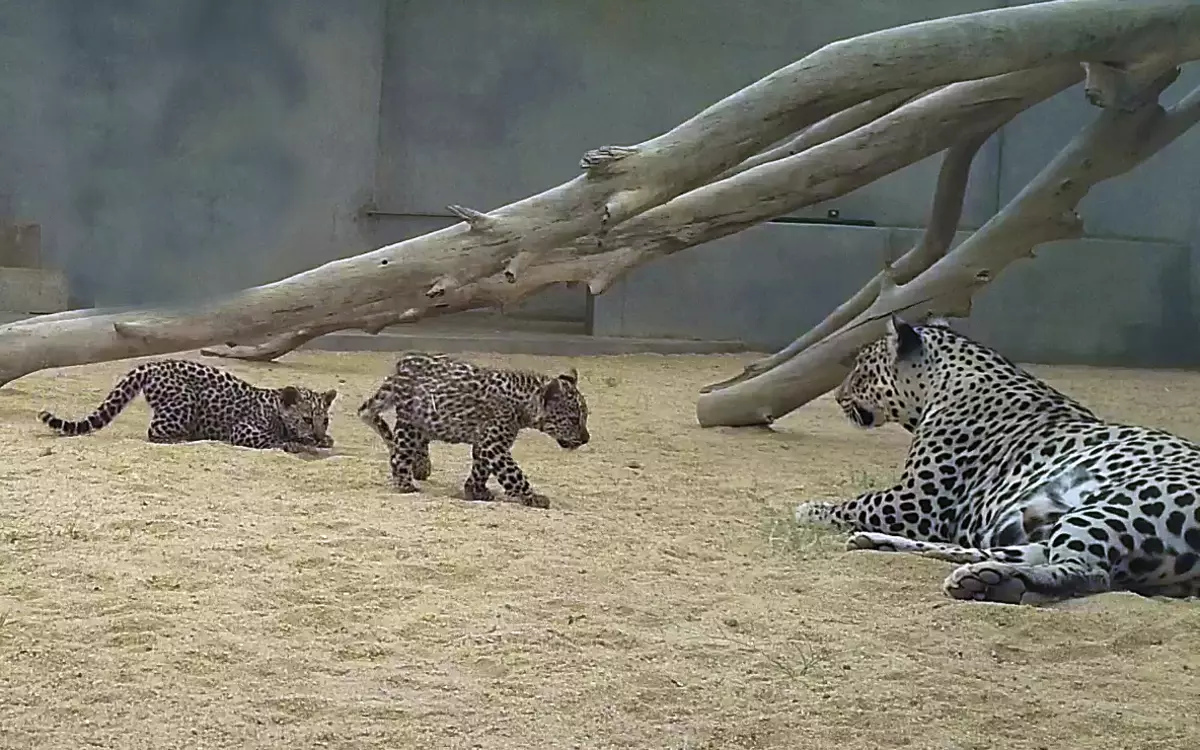 Um leopardo raro jovem nasceu na Arábia Saudita: video