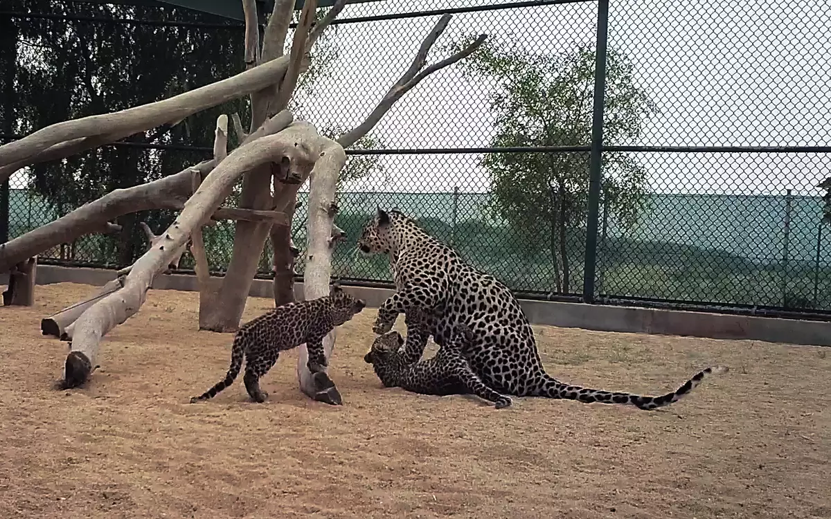 Arabski Leopard Cubs 2.png