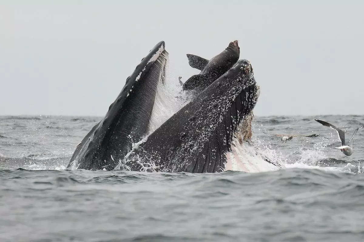 Unieke foto: Zeeleeuw in de mond van de walvis