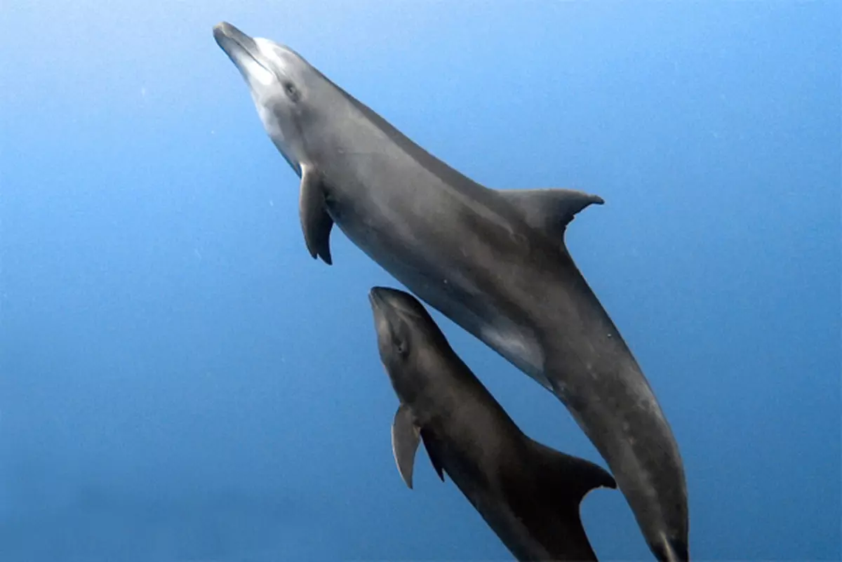 Dolphin "ti o gba" ọdọ ti eya miiran. Eyi ni akiyesi fun igba akọkọ