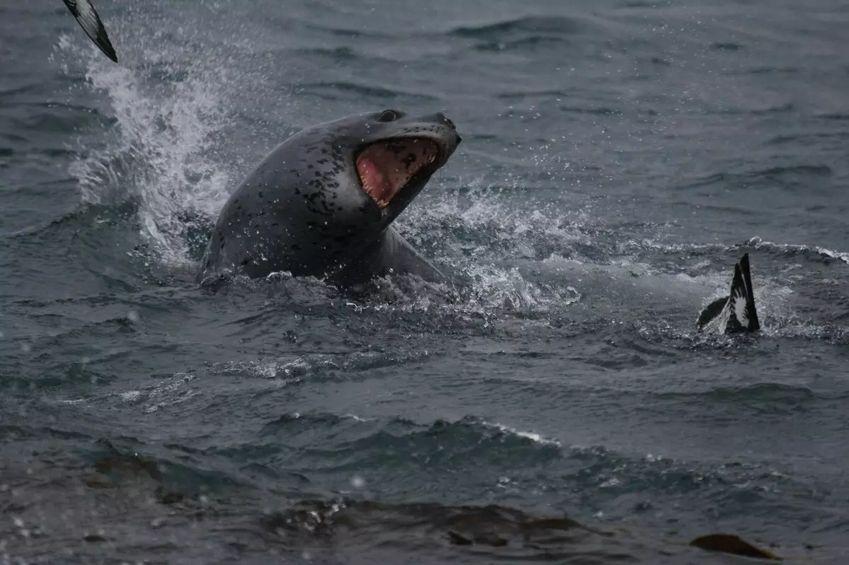 Hur Sea Leopards är uppdelade i mat: Video