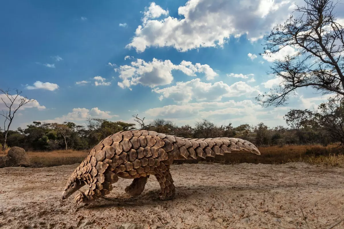 Pangolinen: zerbrechliche Hoffnung auf das Überleben