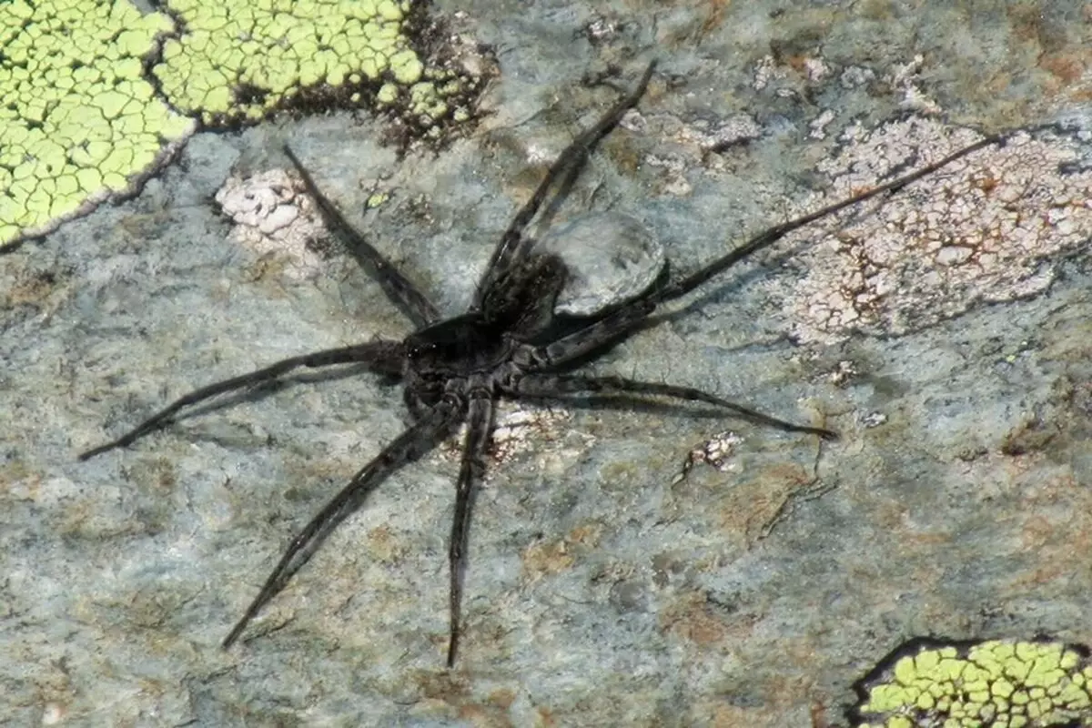 Bagong pagtingin sa mga spider ng lobo na natuklasan sa Altai.