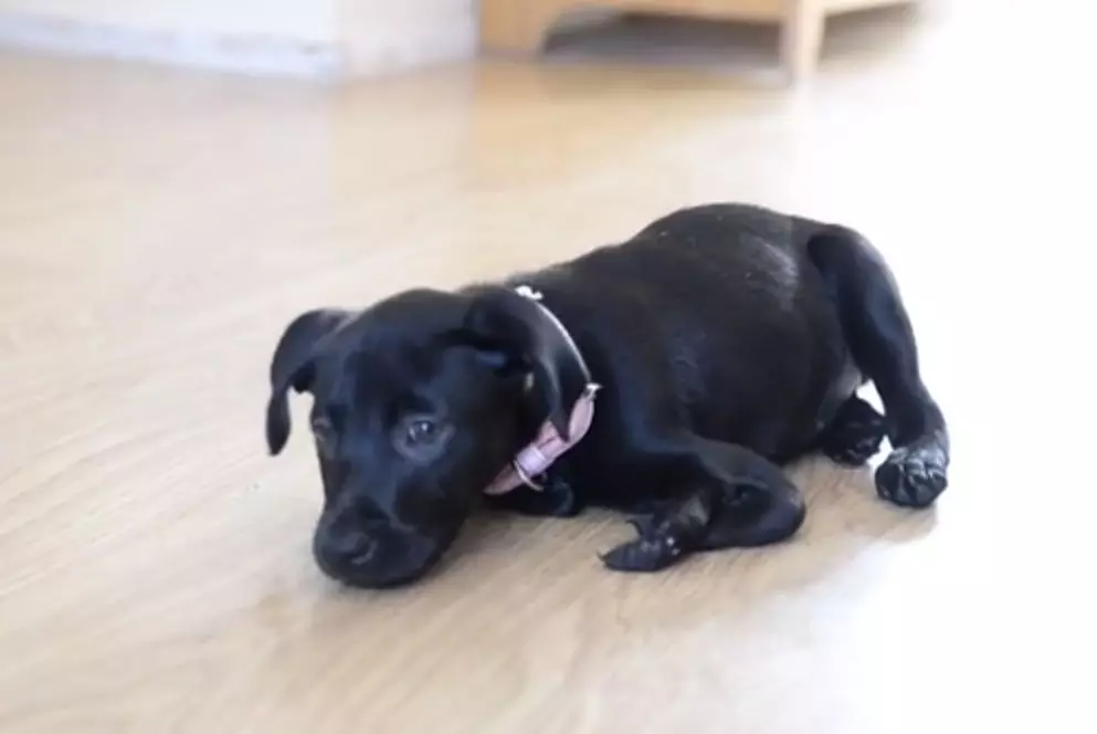 A Labrador hat mancsával él: videó