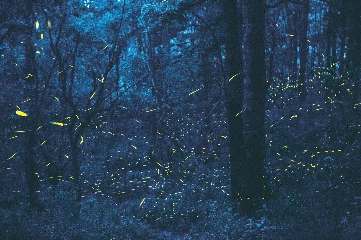 Forest ligte gemaak: die verhaal van een foto