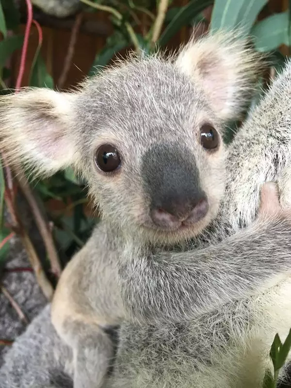 Katika Australia, alichagua makaa ya mawe mazuri sana: picha