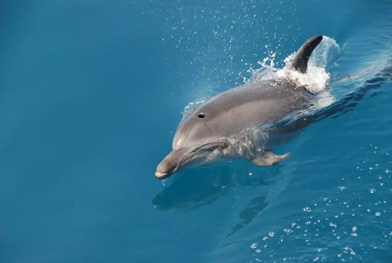 Dolphin goochelt jellievis: video