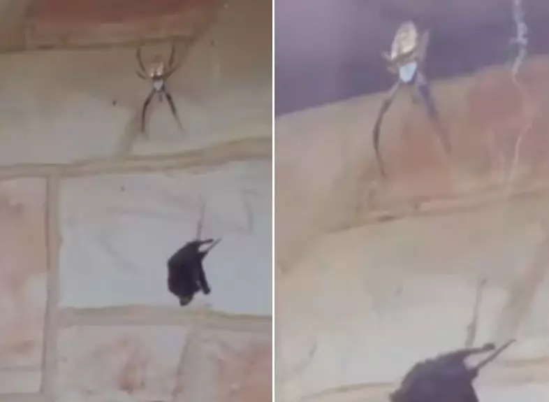 Spider buta ngakan bat: video